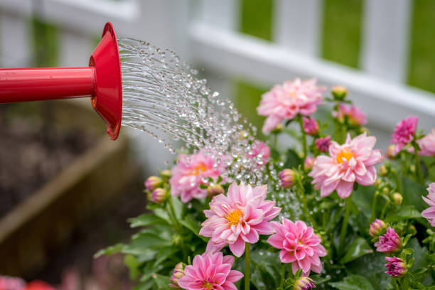 Watering Flowers Pictures | Download Free Images on Unsplash
