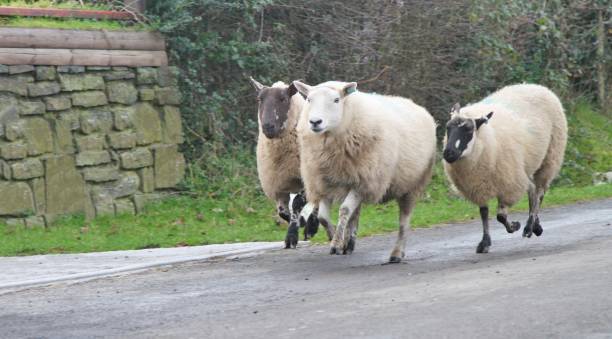 Free Stock Photo of Running Sheep | Download Free Images and Free Illustrations