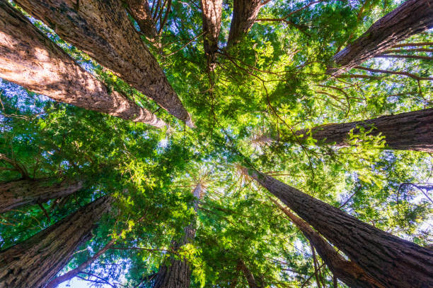 Free Stock Photo of Looking Up at the Tops of Tall Trees in a Forest ...