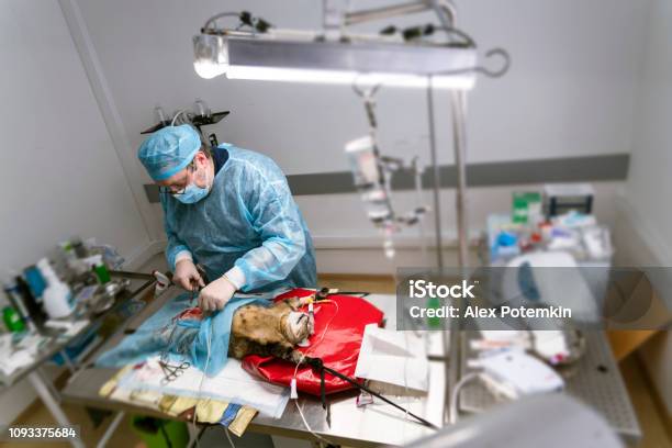 Operasi Di Klinik Hewan Dokter Hewan Pria Ahli Bedah Mengoperasikan ... Operasi Di Klinik Hewan Dokter Hewan Pria Ahli Bedah Mengoperasikan ...