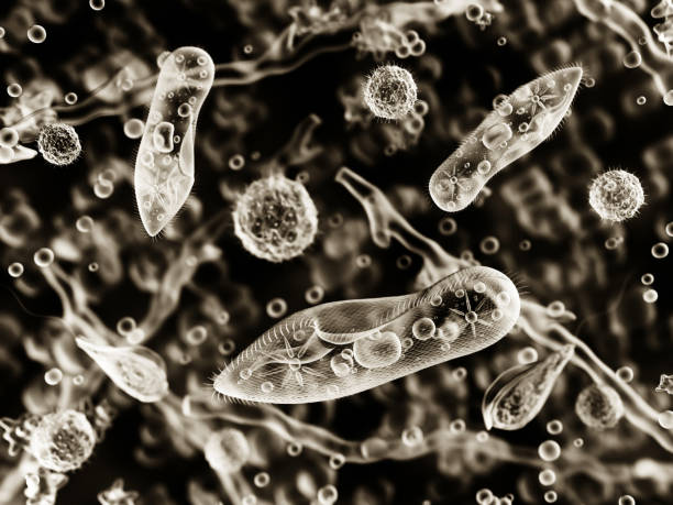 Imagem gratuita: numerosos, protozoários, ameboides, bactérias ...