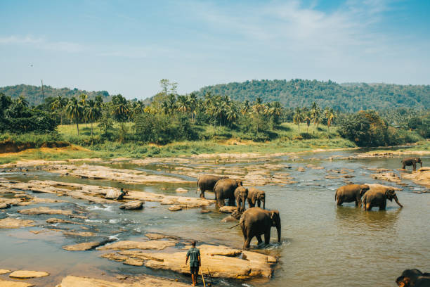 Free picture: elephant, people, forest, sunlight, travel, tree