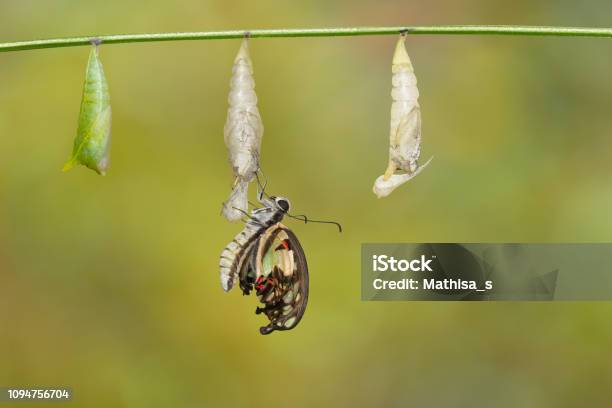 Emerged Common Jay Butterfly With Pupa And Shell Hanging On Twig Green