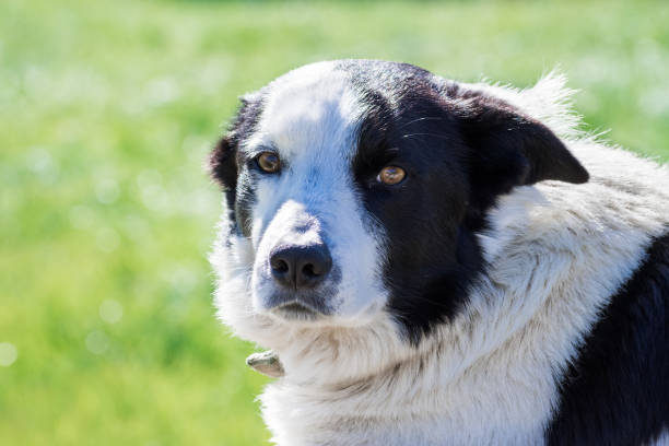 Cani Pictures | Download Free Images on Unsplash