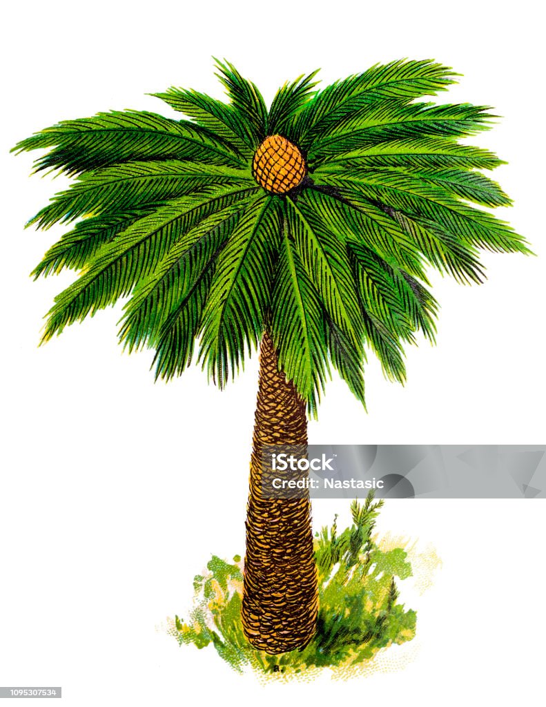 Ilustración De Cycas Revoluta Y Más Vectores Libres De Derechos De