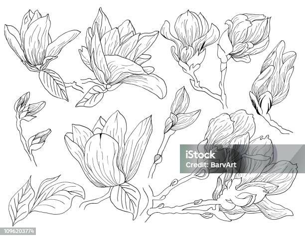 Set Bunga Magnolia Menggambar Dan Membuat Sketsa Dengan Garisseni Pada