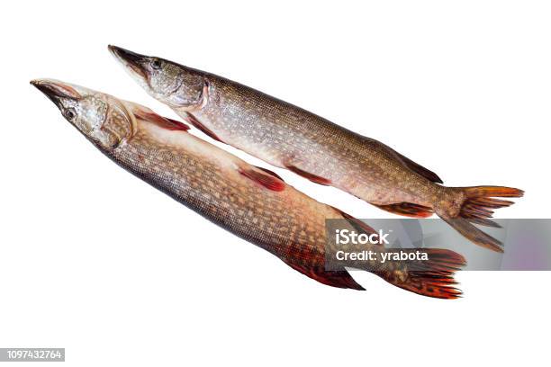 Photo Libre De Droit De Deux Brochet Brut Isolé Sur Fond Blanc Poissons