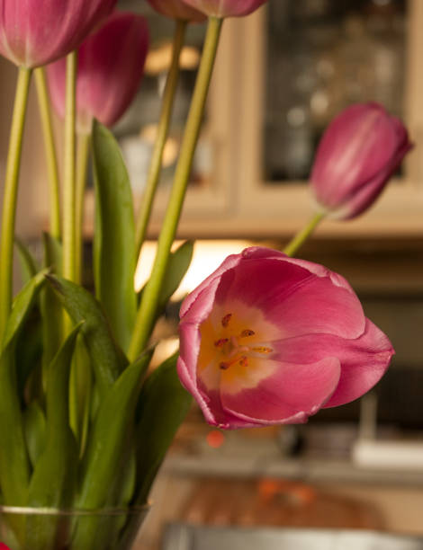 Tulipan Pictures | Download Free Images on Unsplash