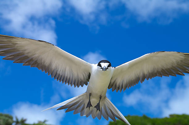 100 Sooty Tern Foto Stok Potret And Gambar Bebas Royalti Istock