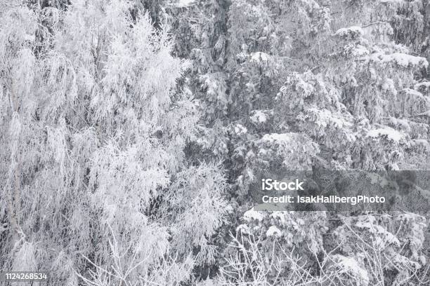 Salju Dingin Menutupi Pohon Pinus Musim Dingin Latar Belakang Hutan ... Salju Dingin Menutupi Pohon Pinus Musim Dingin Latar Belakang Hutan ...