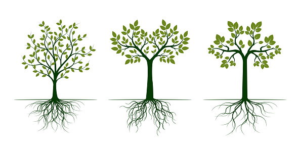 Ensemble Darbres Verts Avec Des Feuilles Illustration Vectorielle