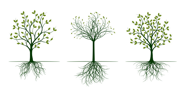 Ensemble Darbres Verts Avec Des Feuilles Illustration Vectorielle