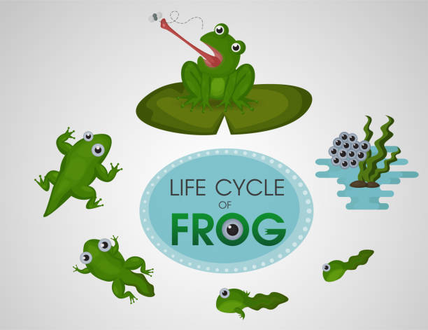 Life cycle of frog Clipart Vector PNG , SVG, EPS, PSD, AI