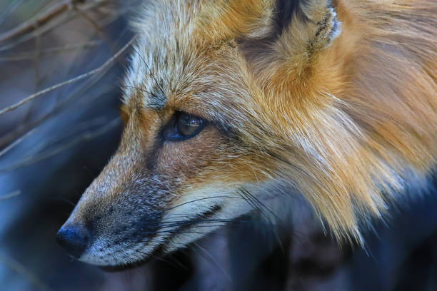 Fox Hunting Pictures | Download Free Images on Unsplash