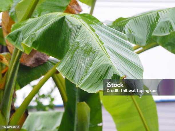 Tutup Daun Pisang Hijau Dan Pohon Pisang Setelah Hujan Di Perkebunan