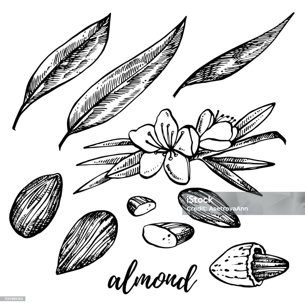Almonds Sketch Illustrations Vector Hand Drawn Illustrations Isolated