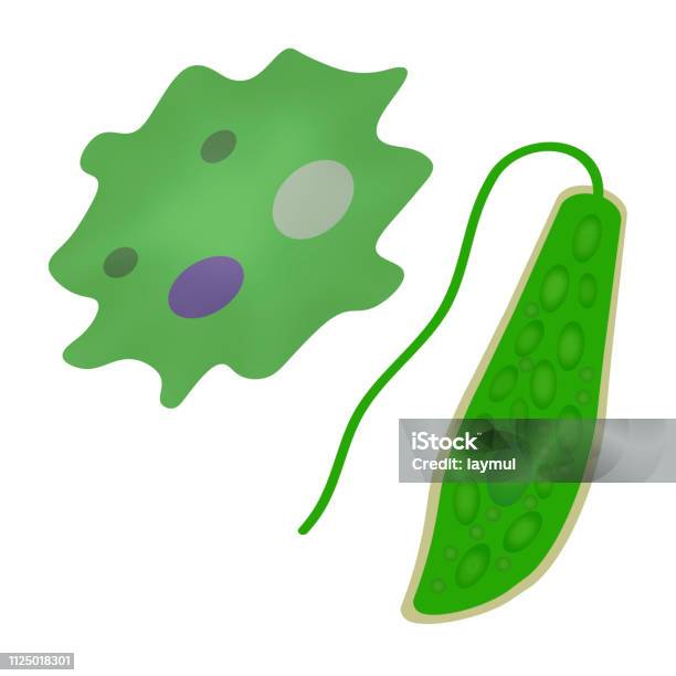 Amöbe Und Eine Euglena Stock Vektor Art Und Mehr Bilder Von Alge Alge