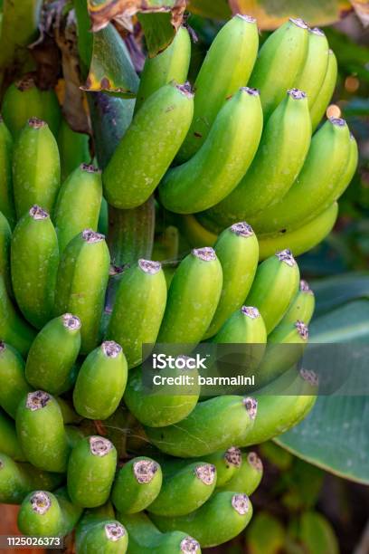 Pohon Palem Pisang Tropis Dengan Buah Pisang Hijau Tumbuh Di Perkebunan