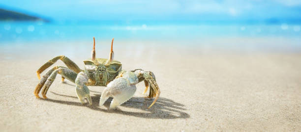 Sea Crab Pictures | Download Free Images on Unsplash