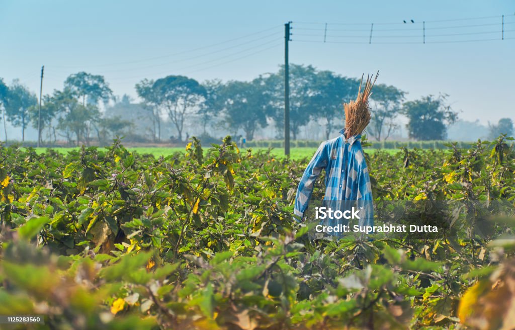 Orangorangan Sawah Di Ladang Pertanian Benggala Barat Foto Stok Unduh