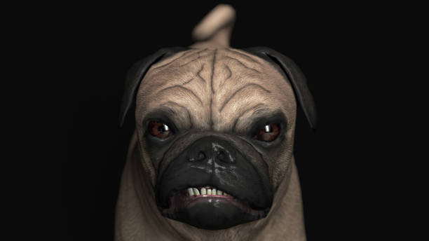Free Stock Photo of Snarling pug | Download Free Images and Free ...