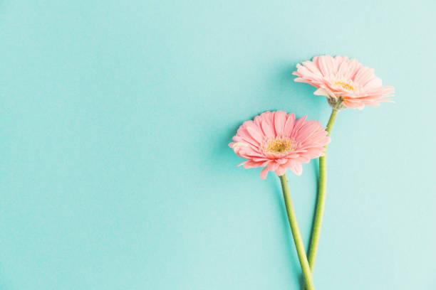 Free two flowers stock photos. Download the best free two flowers ...