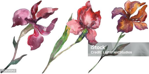 Bunga Botani Iris Merah Dan Ungu Ilustrasi Latar Belakang Cat Air
