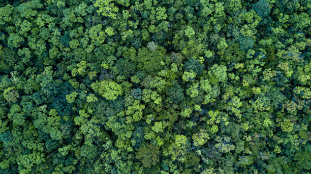 Free Stock Photo of Aerial View of Dense Forest Canopy | Download Free ...