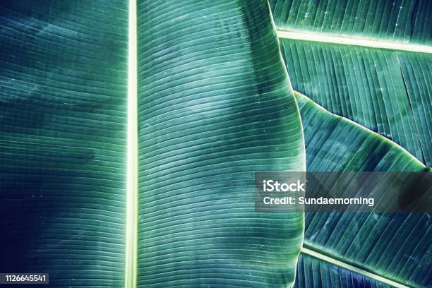 Tekstur Daun Pisang Konsep Latar Belakang Pola Tropis Hijau Ruang Copy