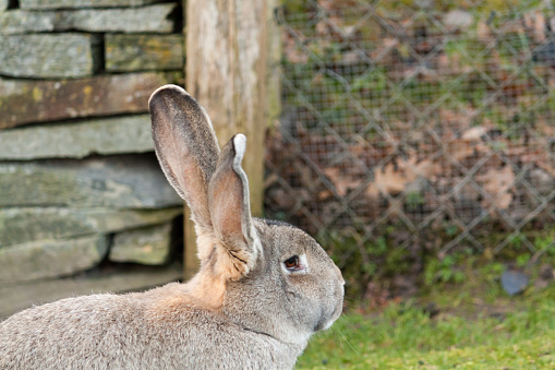 Kelinci Raksasa Flemish Foto Stok - Unduh Gambar Sekarang - Alam ... Kelinci Raksasa Flemish Foto Stok - Unduh Gambar Sekarang - Alam ...