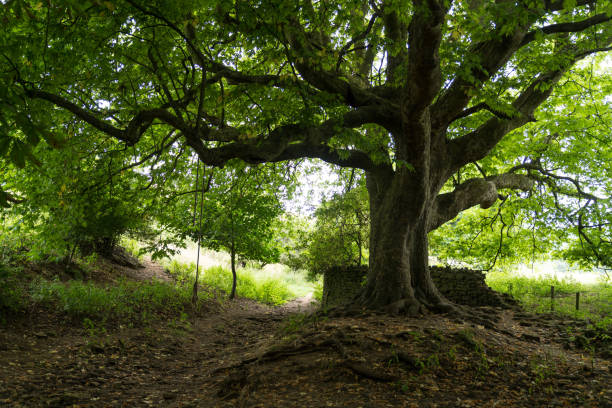Platanus trees | Free Stock Image - Barnimages