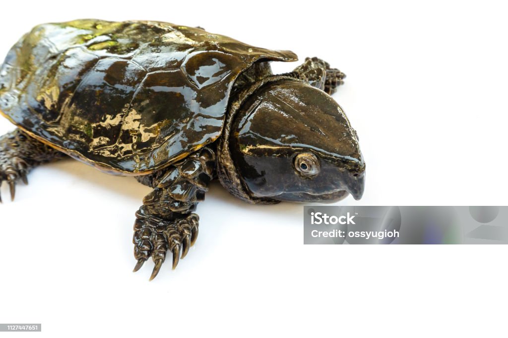 거북 Platysternon Megacephalum 흰색 배경에 민물 거북 육 식 Platysternon Megacephalum ... 거북 Platysternon Megacephalum 흰색 배경에 민물 거북 육 식 Platysternon Megacephalum ...