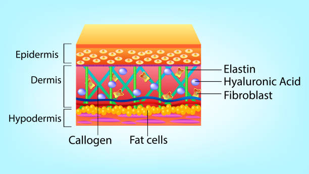 Skin Fibroblasts Stock Photos, Pictures & Royalty-Free Images - iStock Skin Fibroblasts Stock Photos, Pictures & Royalty-Free Images - iStock