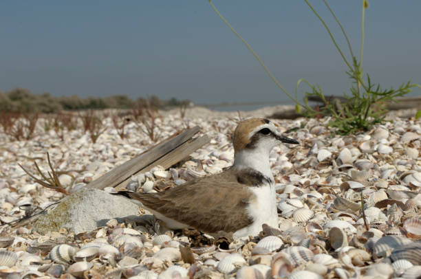 Free picture: piping plover, bird, feeding, coastline, sea