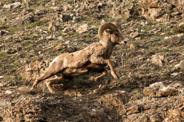 170+ Bighorn Sheep Running Stock Photos, Pictures & Royalty-Free Images ... 170+ Bighorn Sheep Running Stock Photos, Pictures & Royalty-Free Images ...