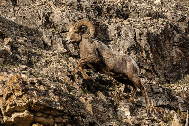 170+ Bighorn Sheep Running Stock Photos, Pictures & Royalty-Free Images ... 170+ Bighorn Sheep Running Stock Photos, Pictures & Royalty-Free Images ...