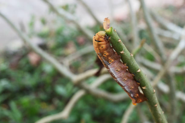 260+ Army Worms Stock Photos, Pictures & Royalty-Free Images - iStock 260+ Army Worms Stock Photos, Pictures & Royalty-Free Images - iStock