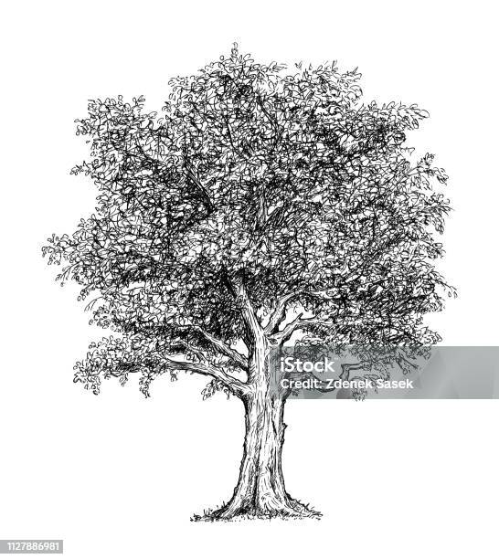 Dessin Animé Darbre Vecteurs Libres De Droits Et Plus Dimages