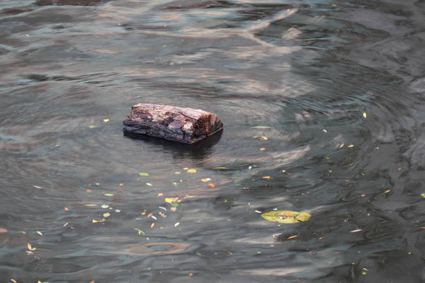 Free floating log stock photos. Download the best free floating log ...
