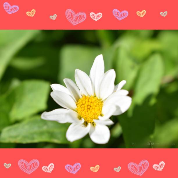 Cocard Flower Nature - Free photo on Pixabay