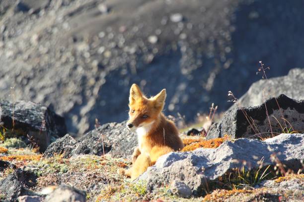 Free Stock Photo of Red Fox Sitting on Top of Rocky Hillside | Download ...