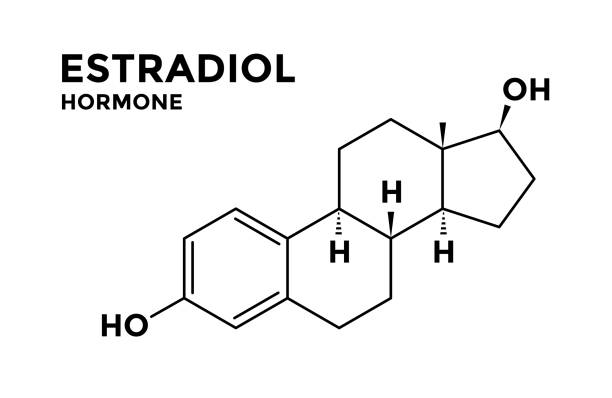 190 Estradiol Molecule Stock Illustrations Royalty Free Vector