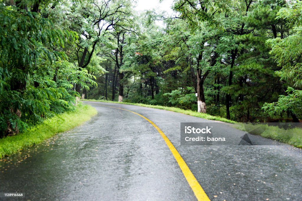 Jalan Pedesaan Basah Di Hutan Hijau Foto Stok Unduh Gambar Sekarang Alam Arah Konsep