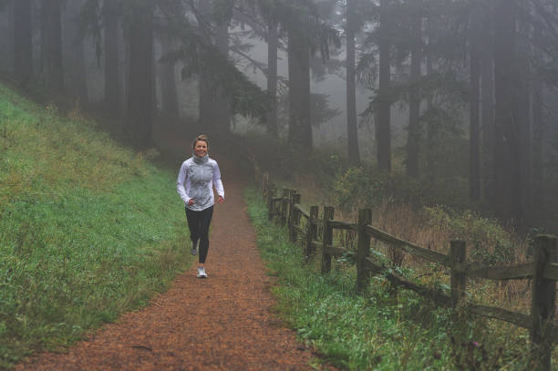Free Stock Photo of Path Running Through Pine Forest | Download Free ...