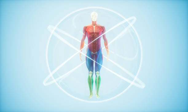 Body Scan Pictures | Download Free Images on Unsplash