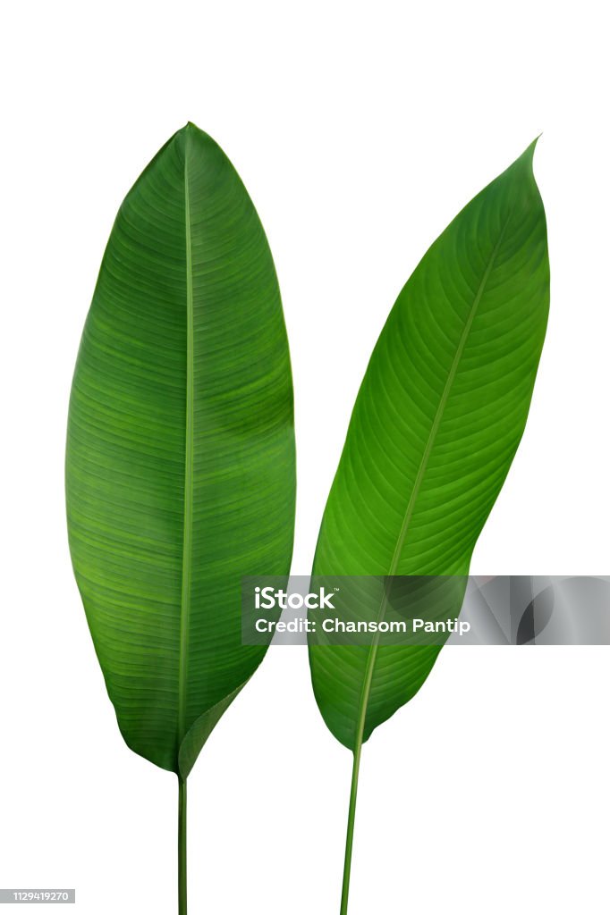 Pisang Seperti Daun Hijau Tanaman Hutan Tropis Strelitzia Dan Heliconia