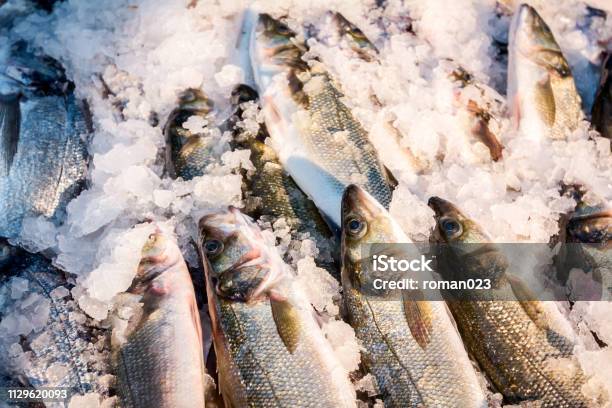 Bass Laut Eropa Segar Mullet Ikan Di Atas Es Di Pasar Loak Ikan Luar