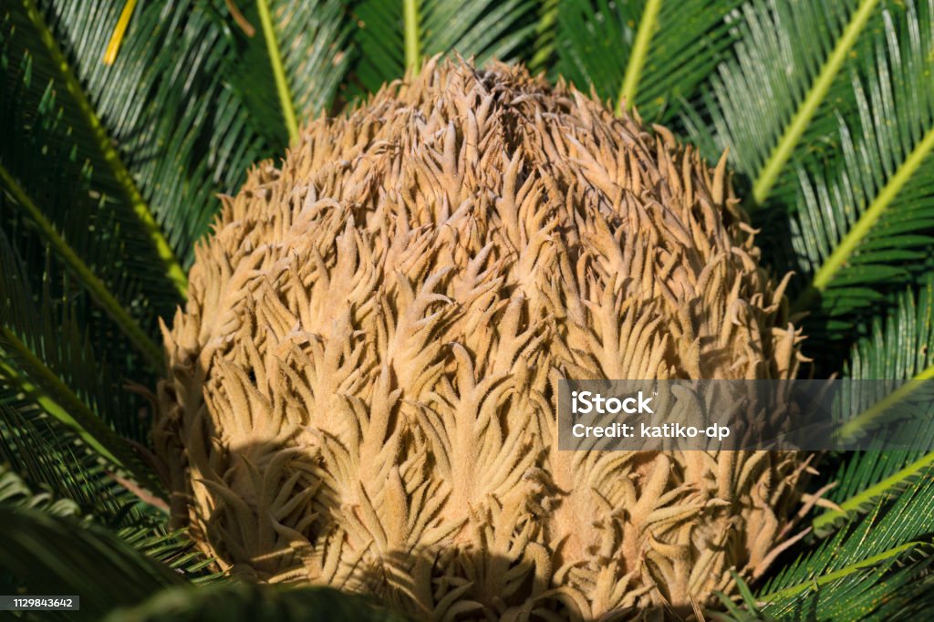 Pohon Cycas Atau Sagu Jepang Dengan Bulu Hijau Seperti Daun Dan