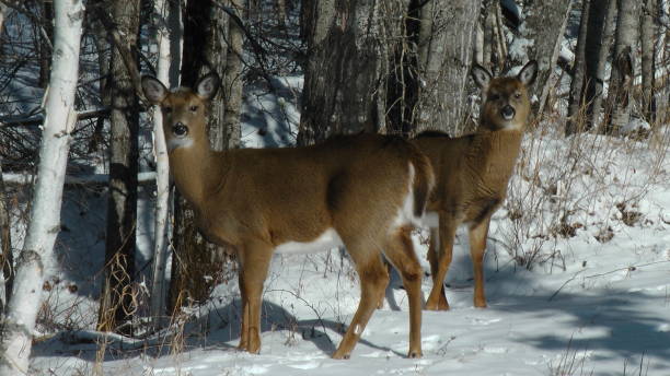 Biche Pictures | Download Free Images on Unsplash