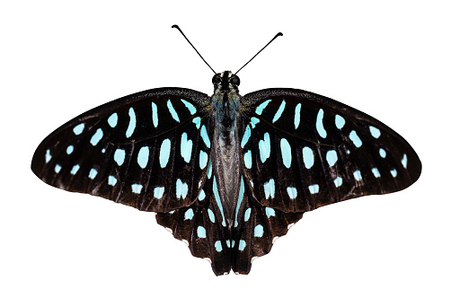 Pandangan Dorsal Terisolasi Dari Common Jay Butterfly Pada Putih Aman ... Pandangan Dorsal Terisolasi Dari Common Jay Butterfly Pada Putih Aman ...